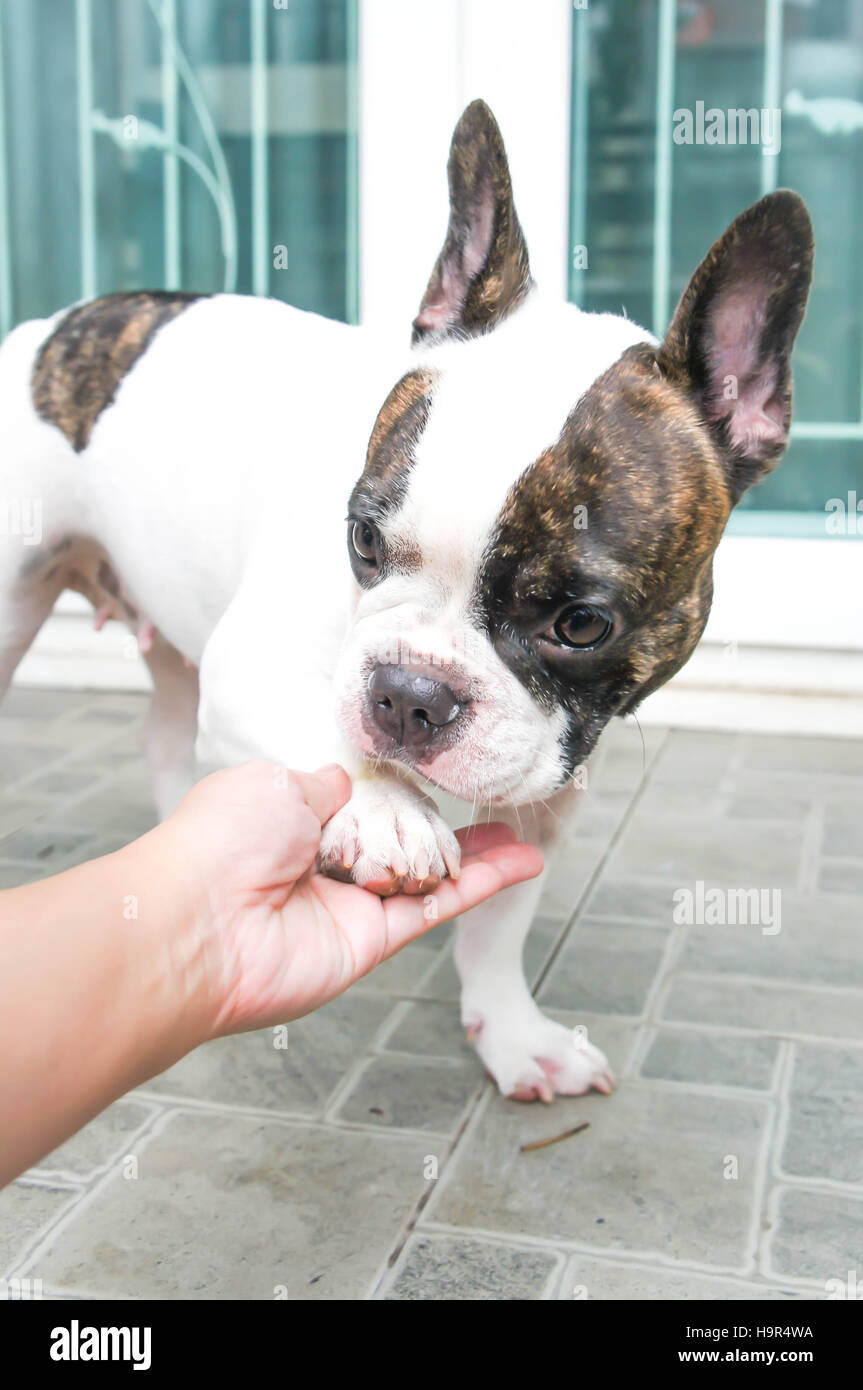 hand up dog or tame French bulldog Stock Photo - Alamy