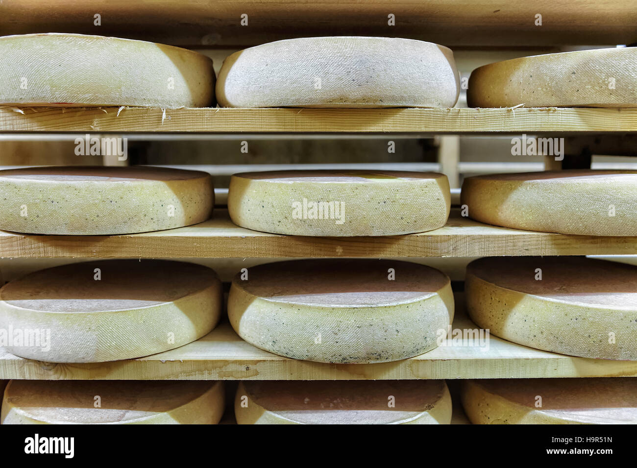Rack of aging Gruyere de Comte Cheese on wooden shelves at maturing ...