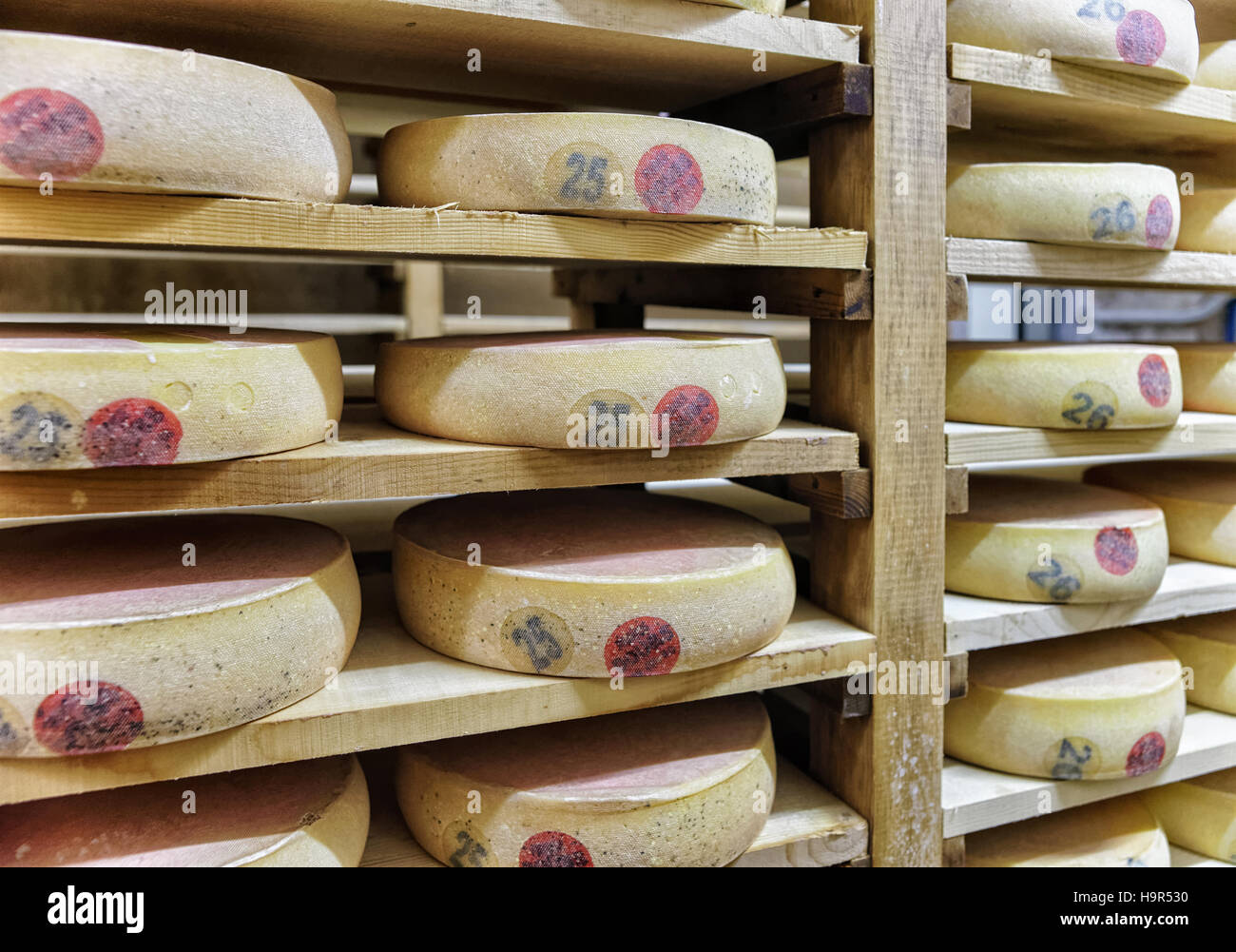 Rack of aging Gruyere de Comte Cheese on wooden shelves in maturing ...