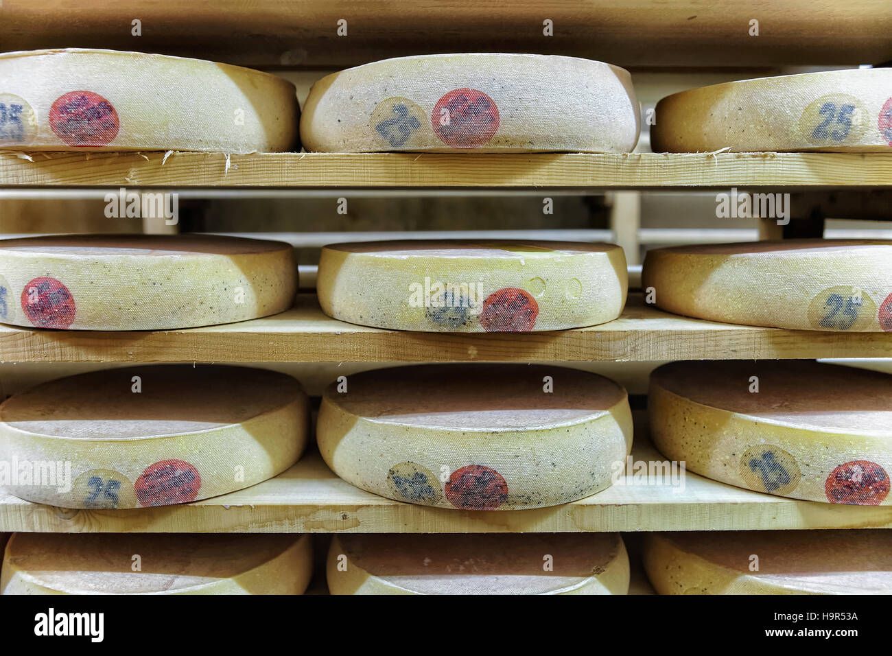 Rack of aging Gruyere de Comte Cheese on wooden shelves in maturing ...