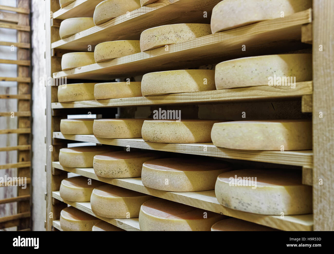 Rack of aging Gruyere de Comte Cheese on wooden shelves at maturing ...