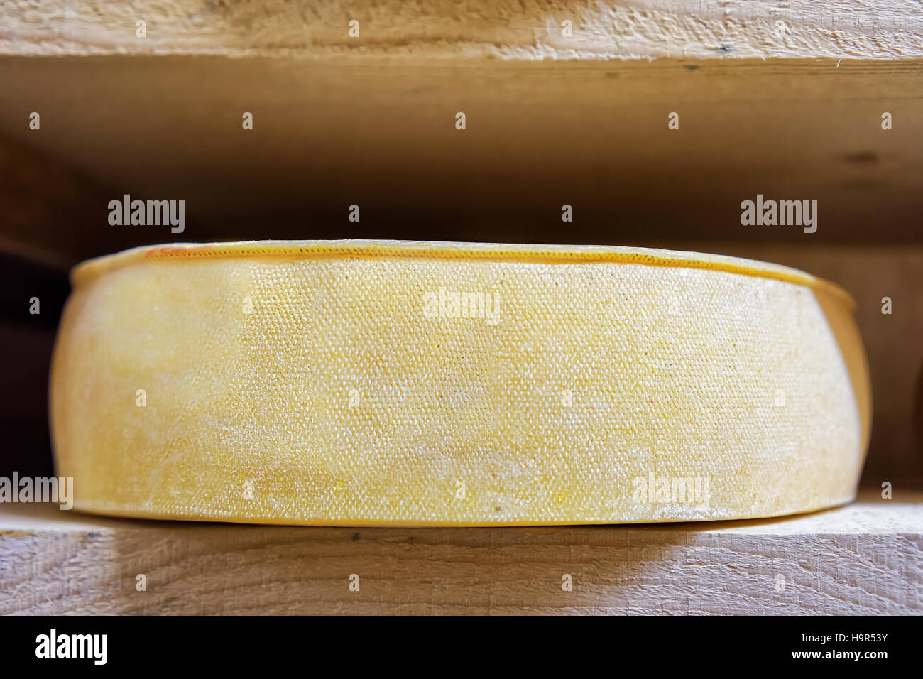 Aging Cheese on wooden shelves in maturing cellar in Franche Comte ...
