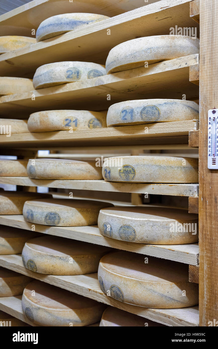 Shelf of aging Cheese on wooden shelves in ripening cellar in Franche ...