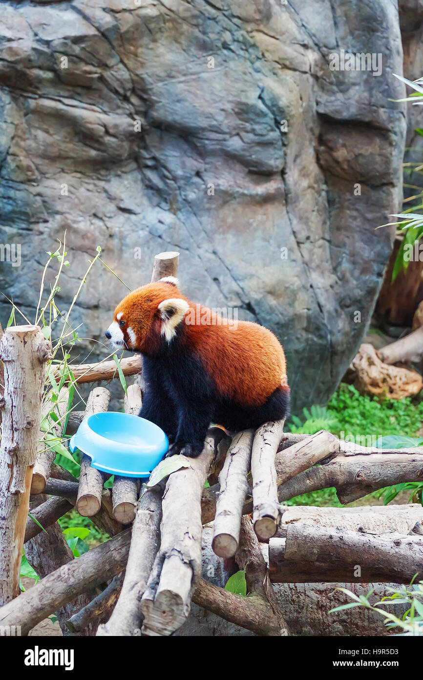 Hong Kong, Hong Kong - January 10, 2012: Red panda, also called as ...