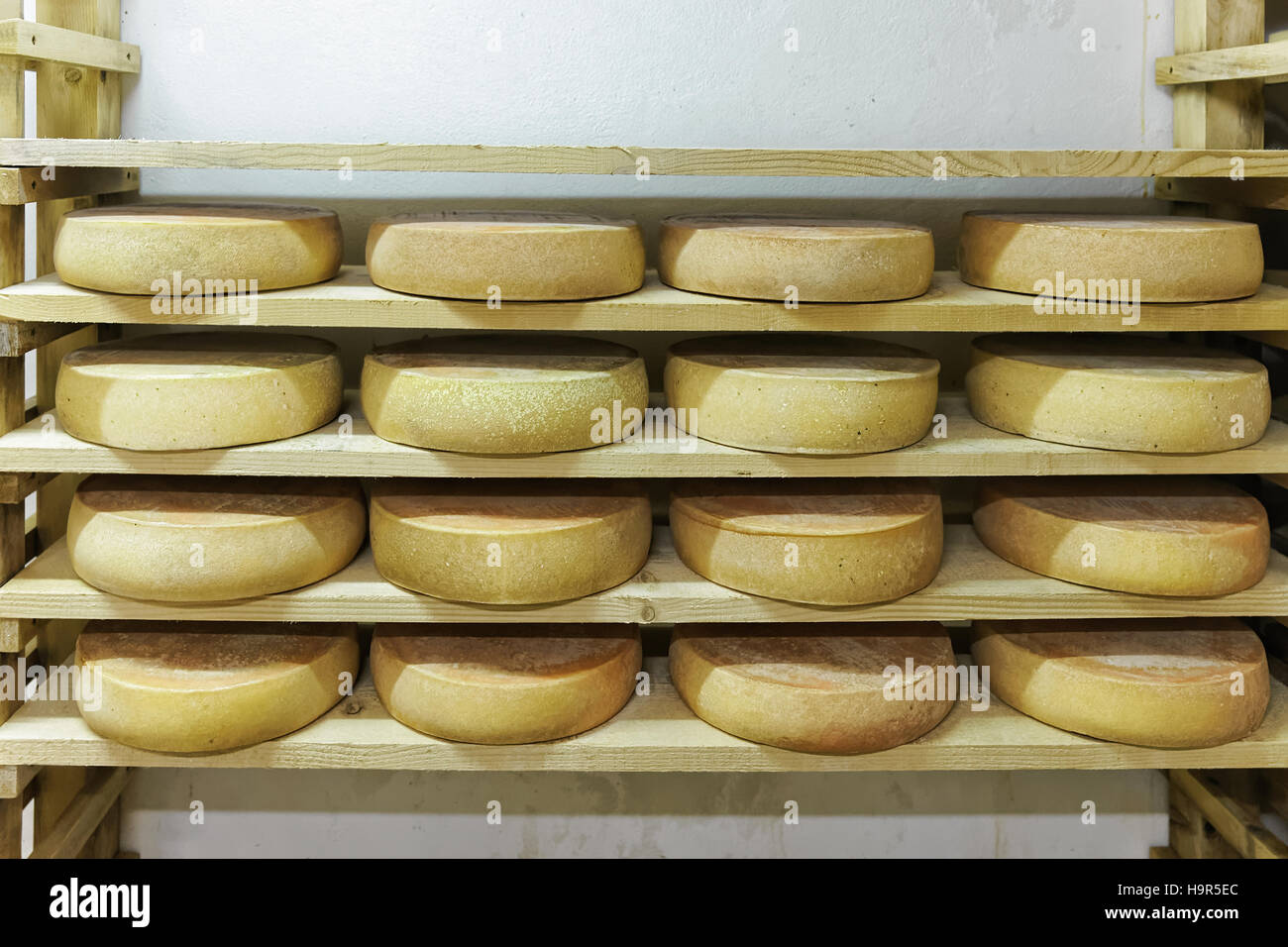 Stack of aging Cheese on wooden shelves at maturing cellar in Franche ...