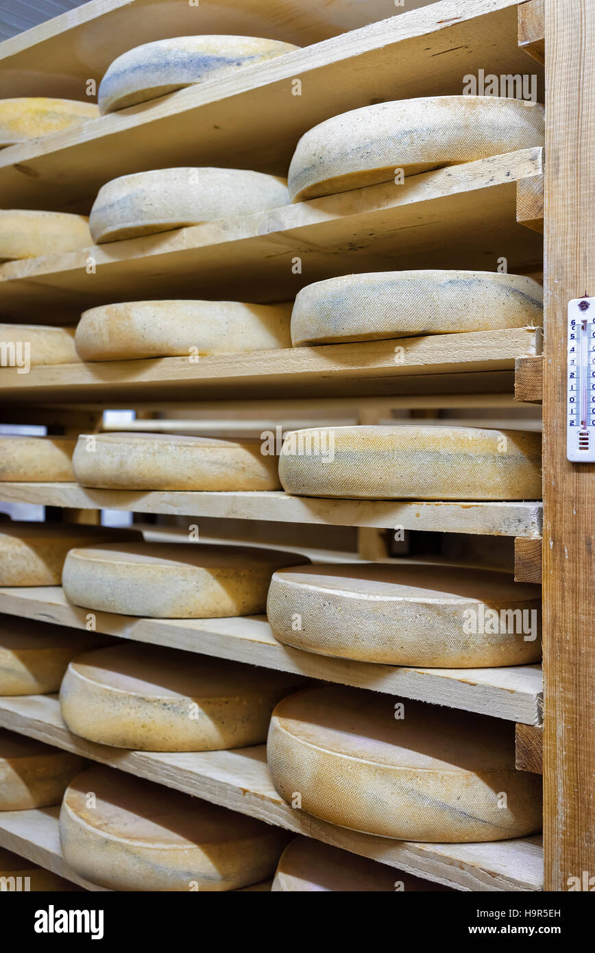 Shelves of aging Cheese on wooden shelves in ripening cellar in Franche ...
