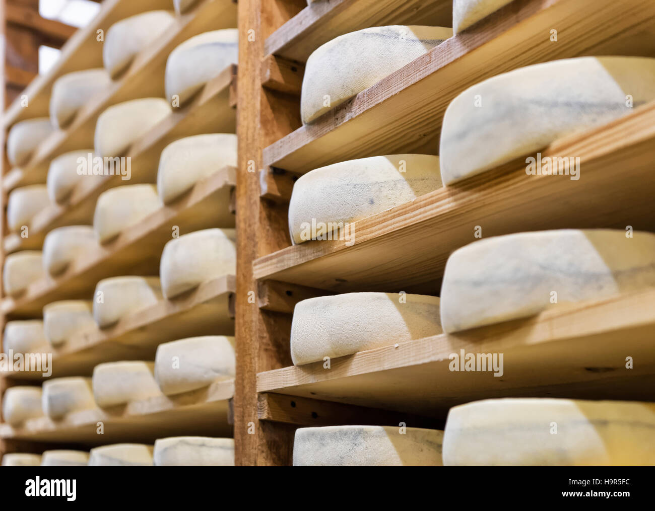 Pile of aging Cheese on wooden shelves at maturing cellar in Franche ...