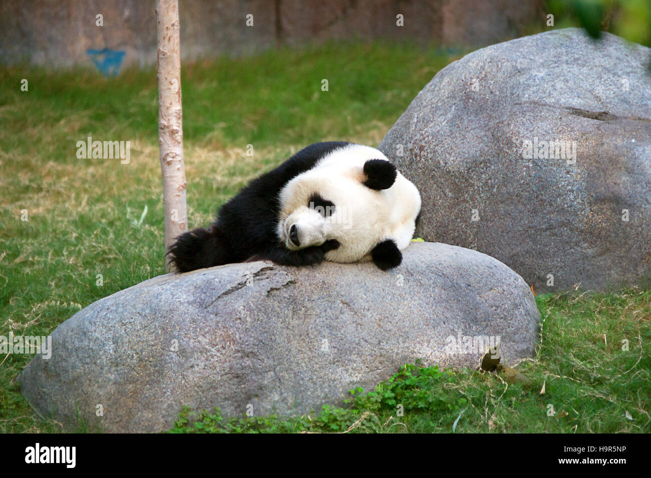 Relaxing Panda