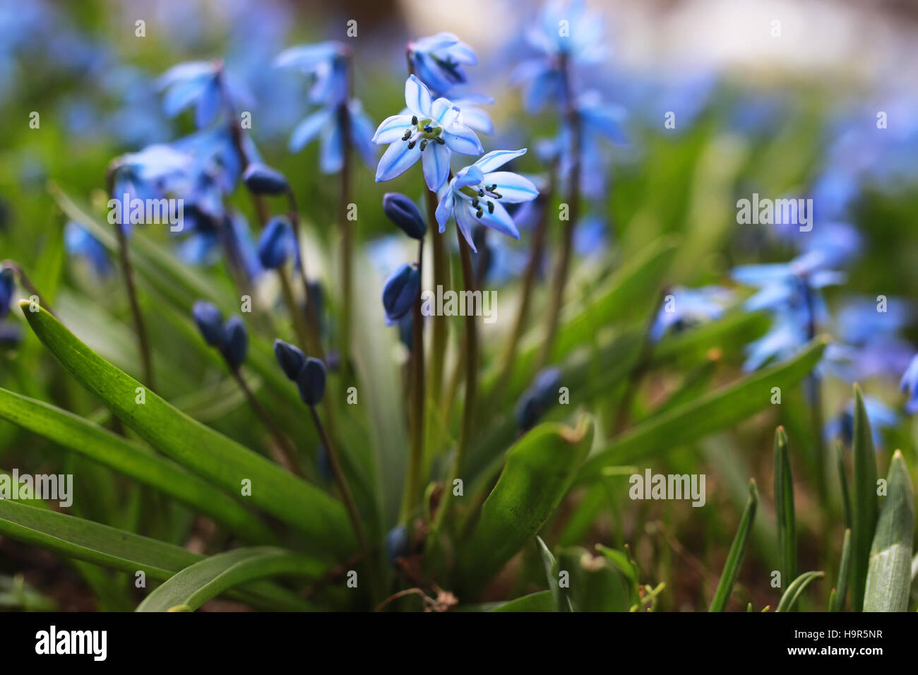 blue first flower in spring Stock Photo - Alamy
