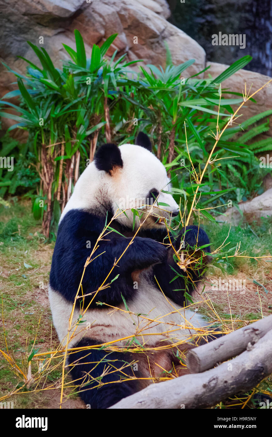 Giant black and white panda eating bamboo leaves in the zoo at the ...