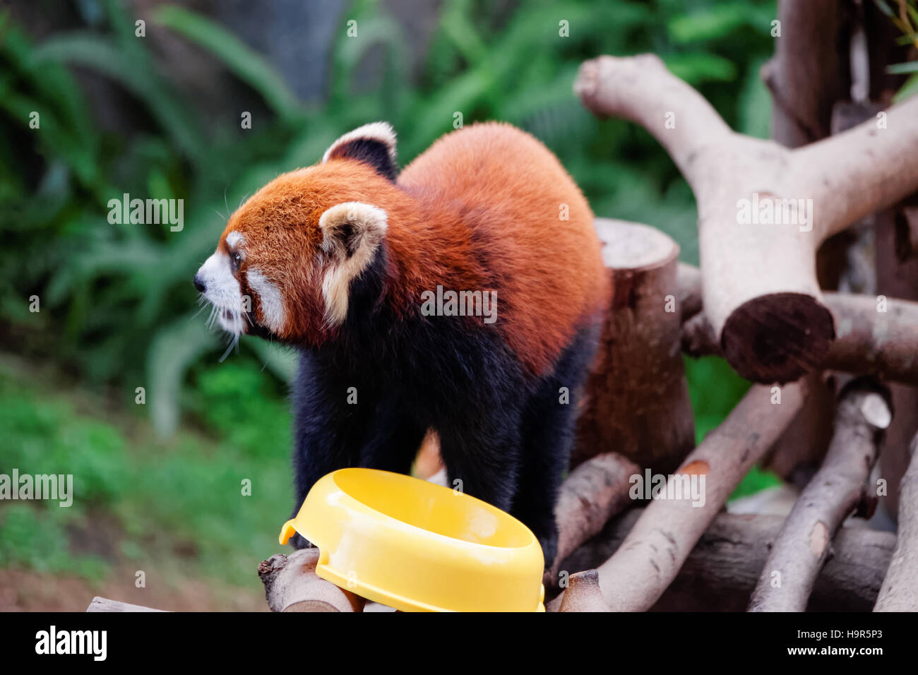 Red panda, also called as Ailurus fulgens, after eating food in the zoo ...