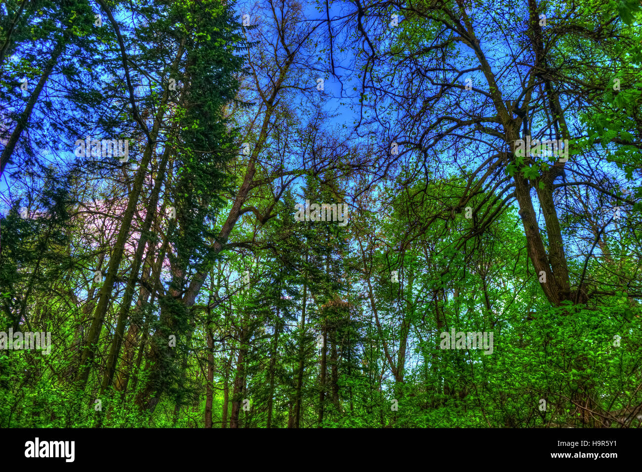 Green forest. Tree with green Leaves Stock Photo - Alamy