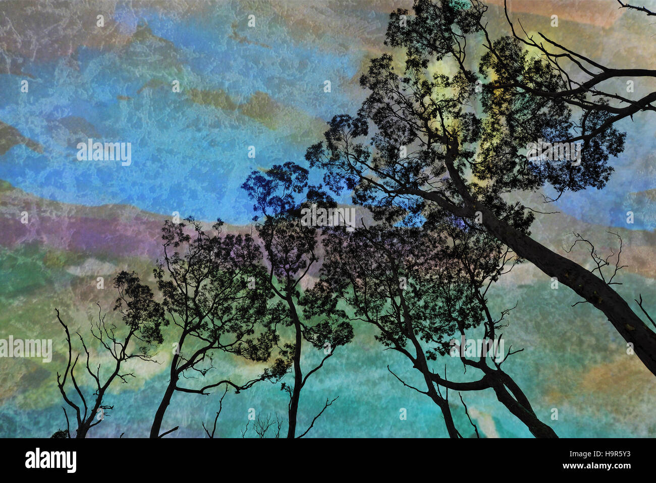 Gum tree canopy night sky hi-res stock photography and images - Alamy