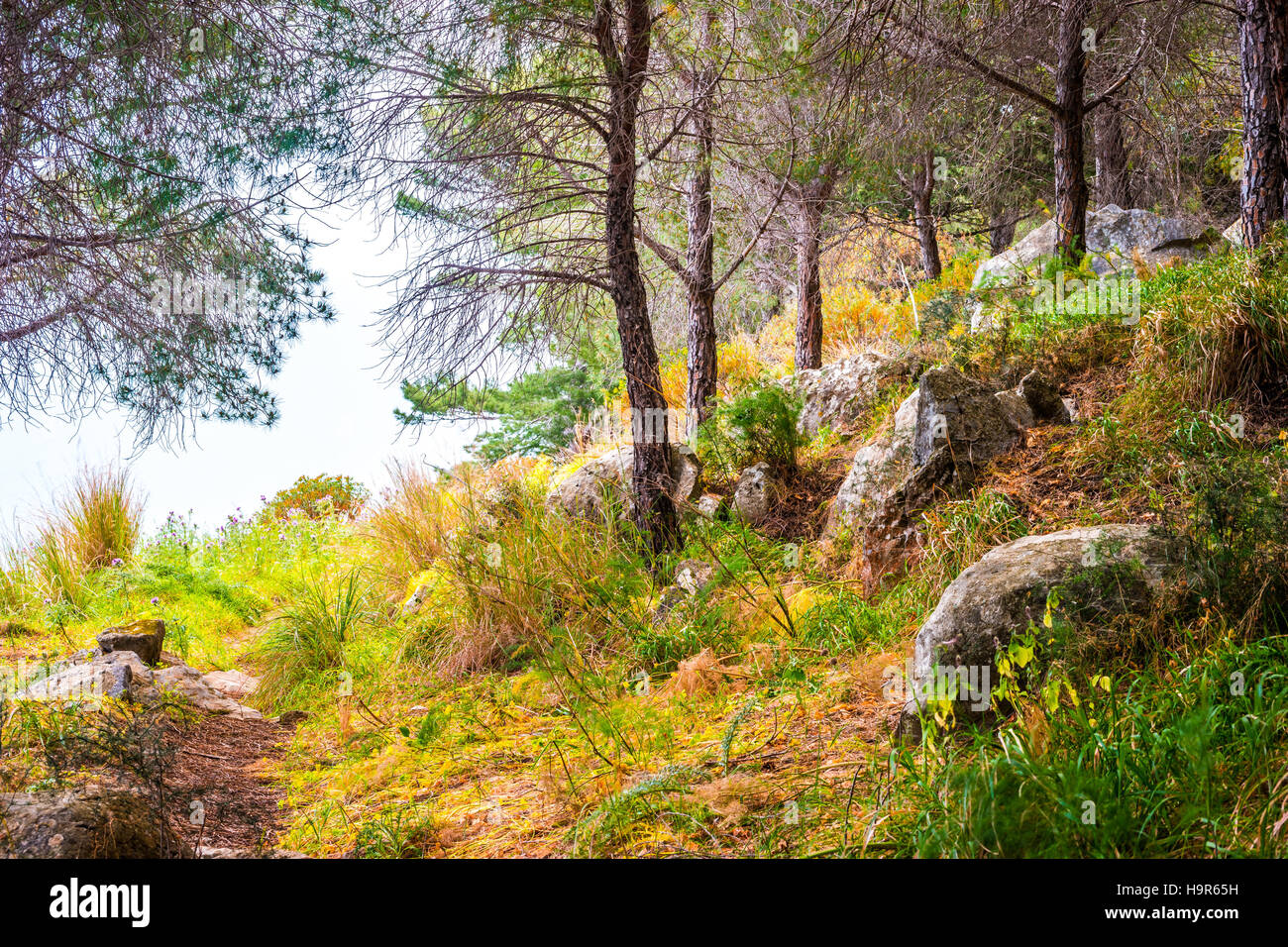 Landscape with trees and stones Stock Photo - Alamy