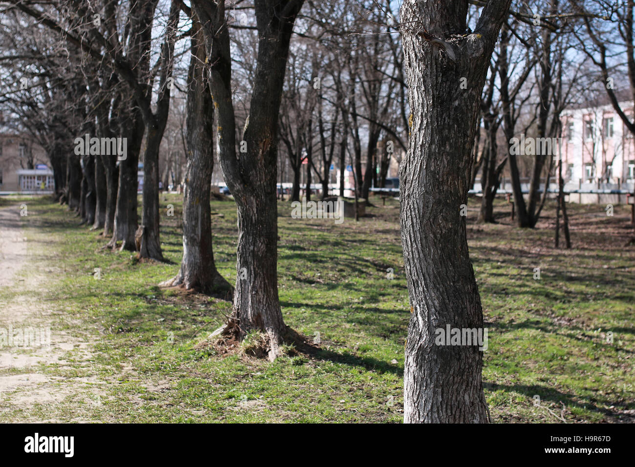 branch trash in the park Stock Photo - Alamy