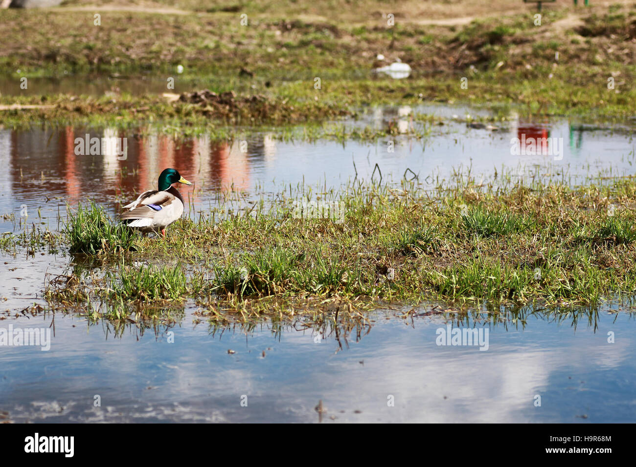 duck in park outdoor Stock Photo - Alamy