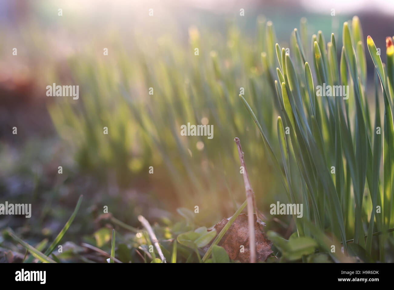 spring grass and flower Stock Photo - Alamy