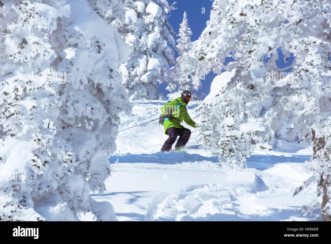 Skiers freeride forest downhill skiing Stock Photo - Alamy