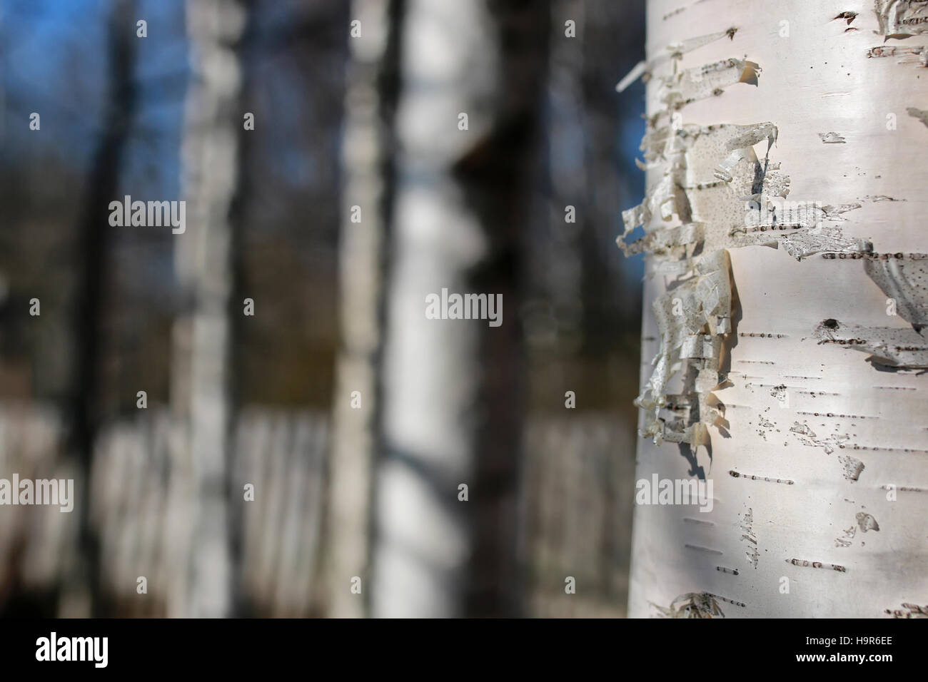 wood texture outdoor Stock Photo - Alamy