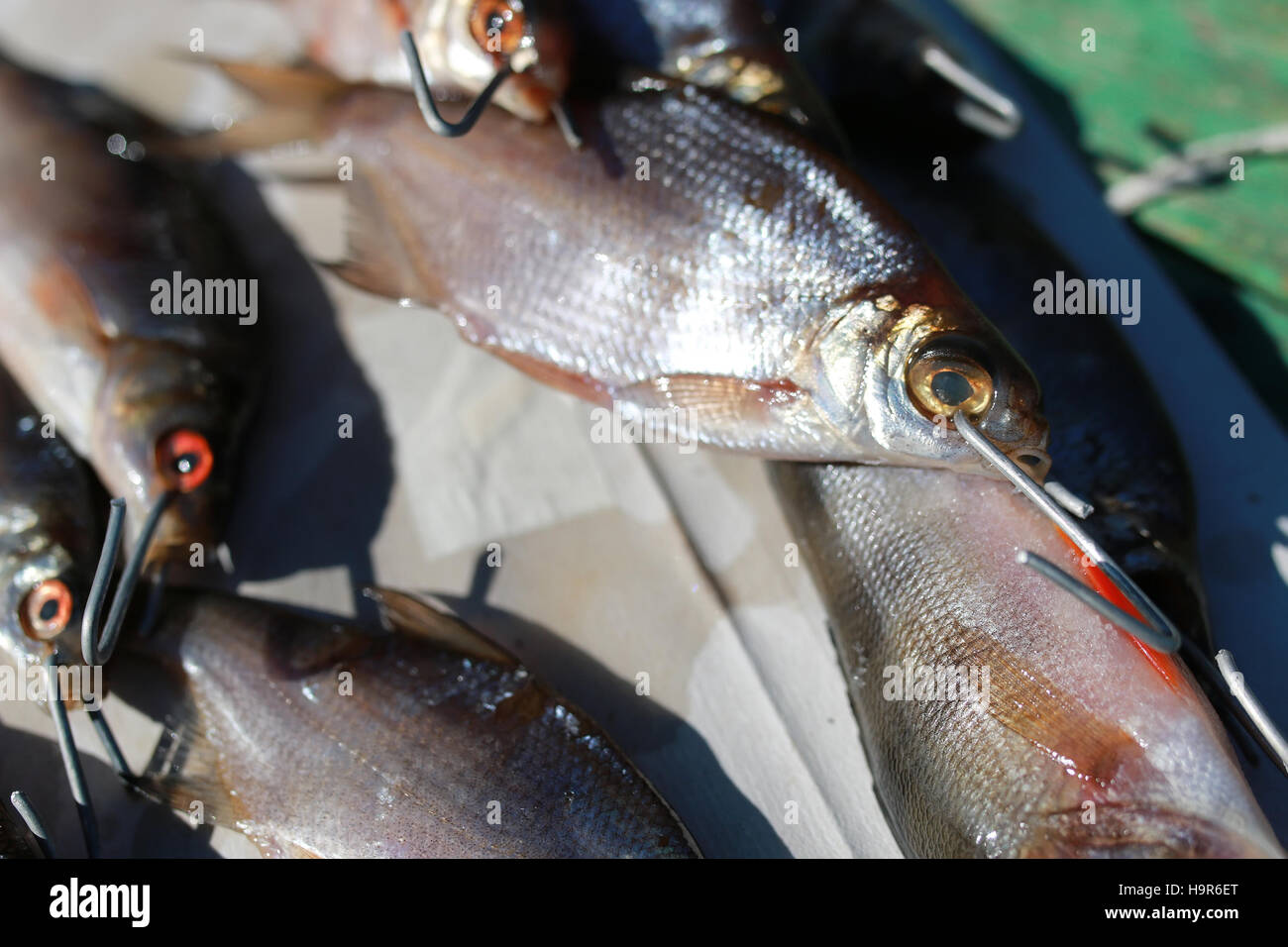 small fish on table Stock Photo - Alamy
