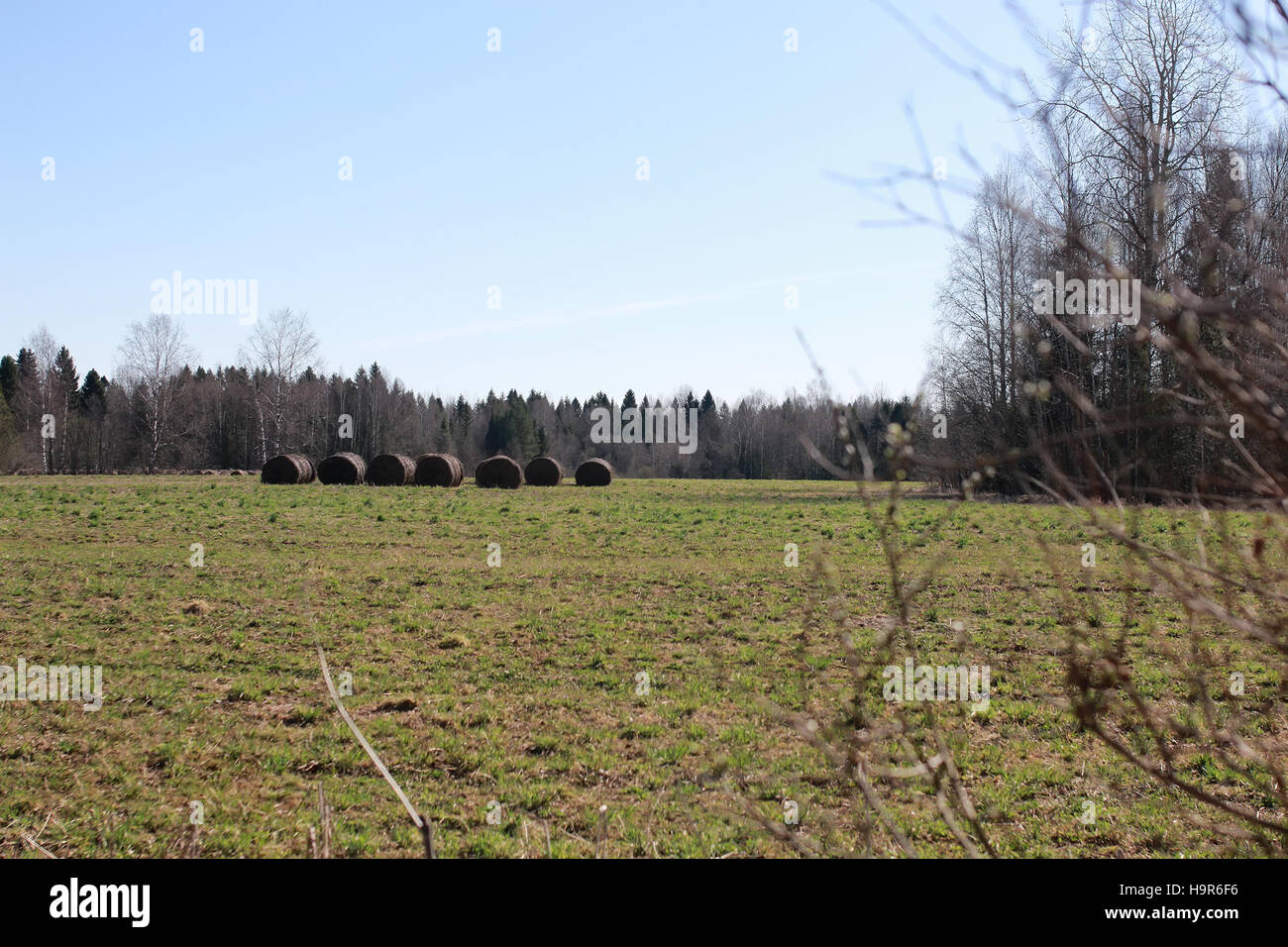 new life in spring brunch of tree Stock Photo - Alamy