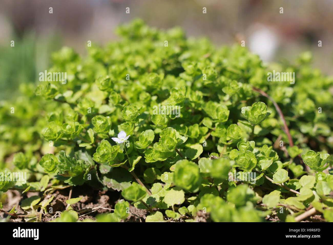 spring grass and flower Stock Photo - Alamy