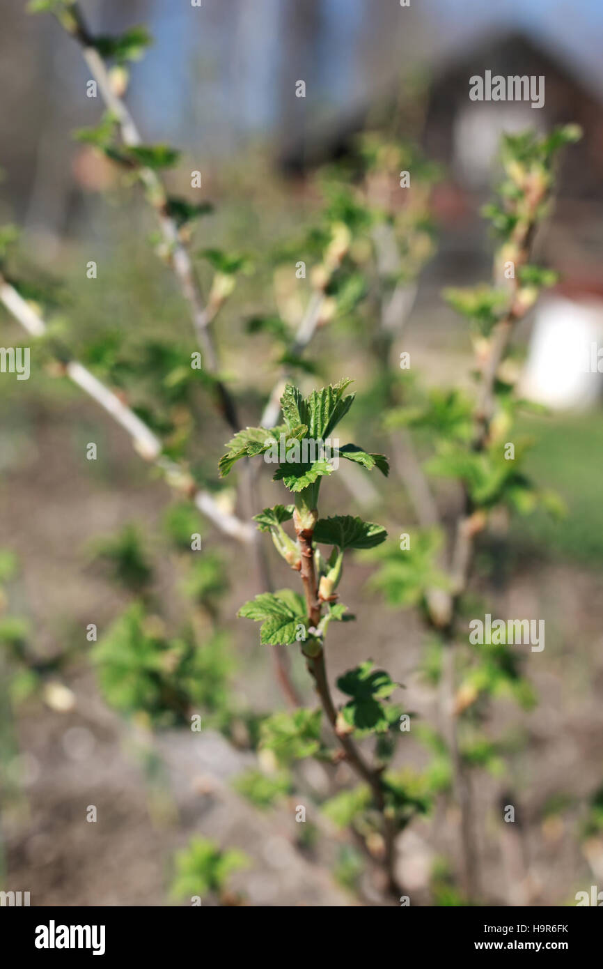 new life in spring brunch of tree Stock Photo - Alamy