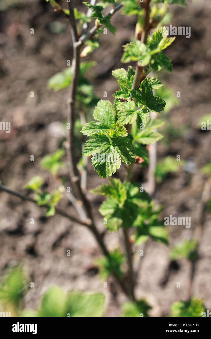new life in spring brunch of tree Stock Photo - Alamy