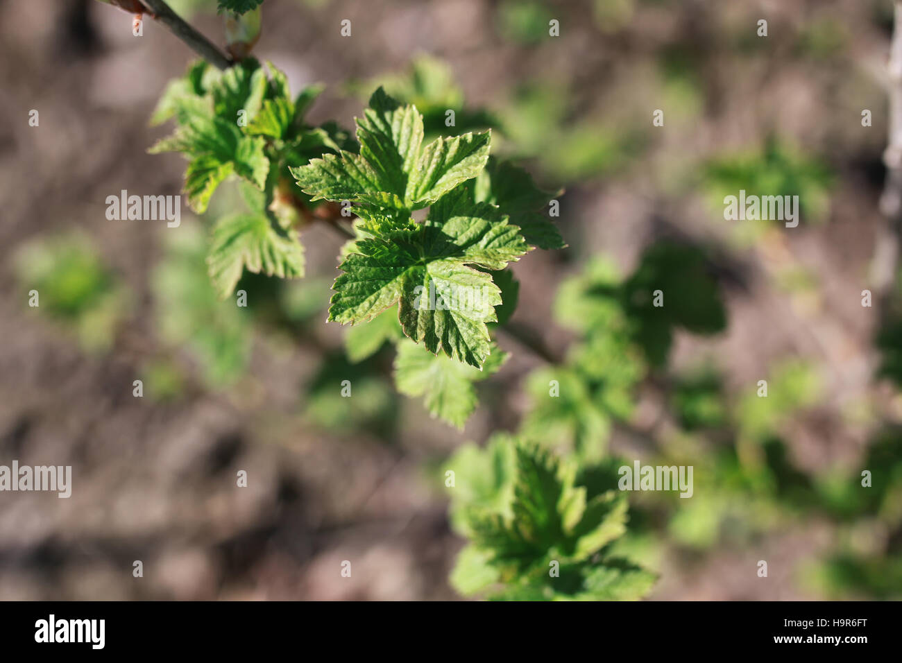 new life in spring brunch of tree Stock Photo - Alamy