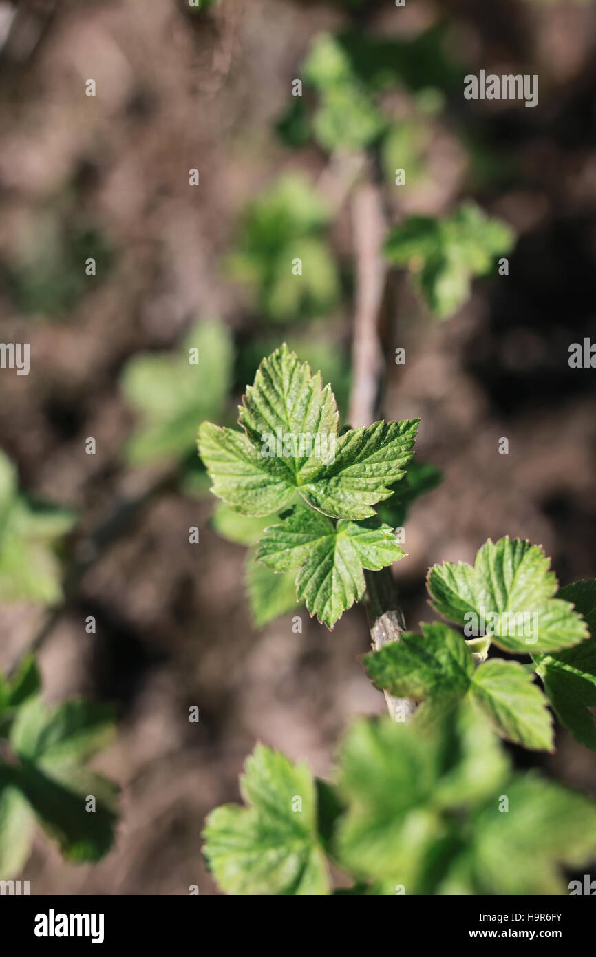 new life in spring brunch of tree Stock Photo - Alamy
