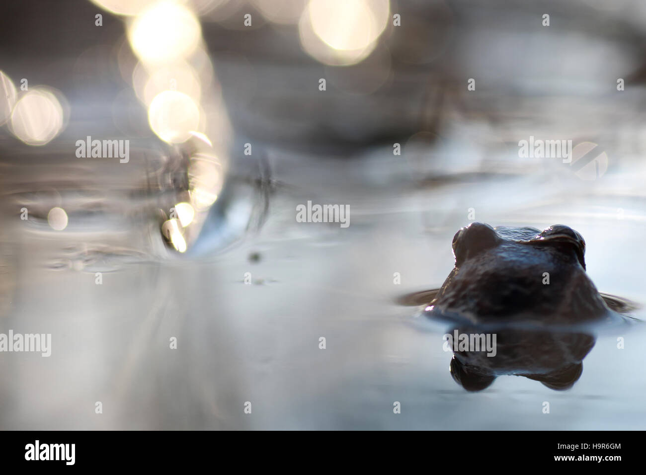 frog head back in water Stock Photo - Alamy