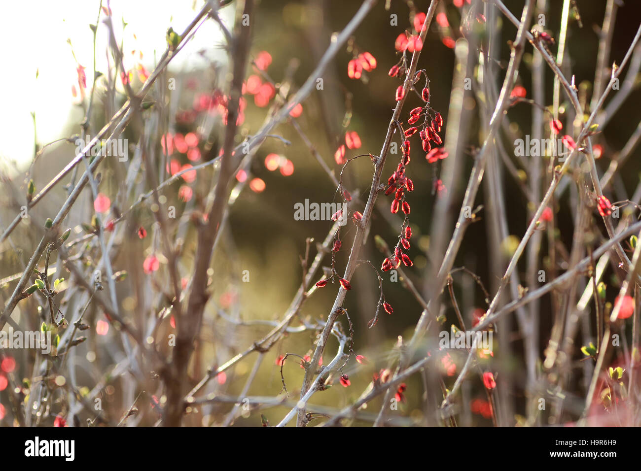 berry barberry at sunset Stock Photo - Alamy