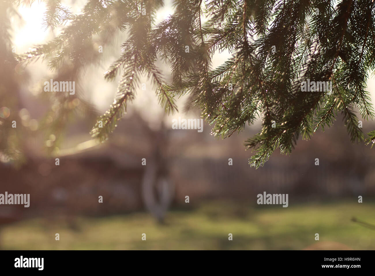 new life in spring brunch of tree Stock Photo - Alamy