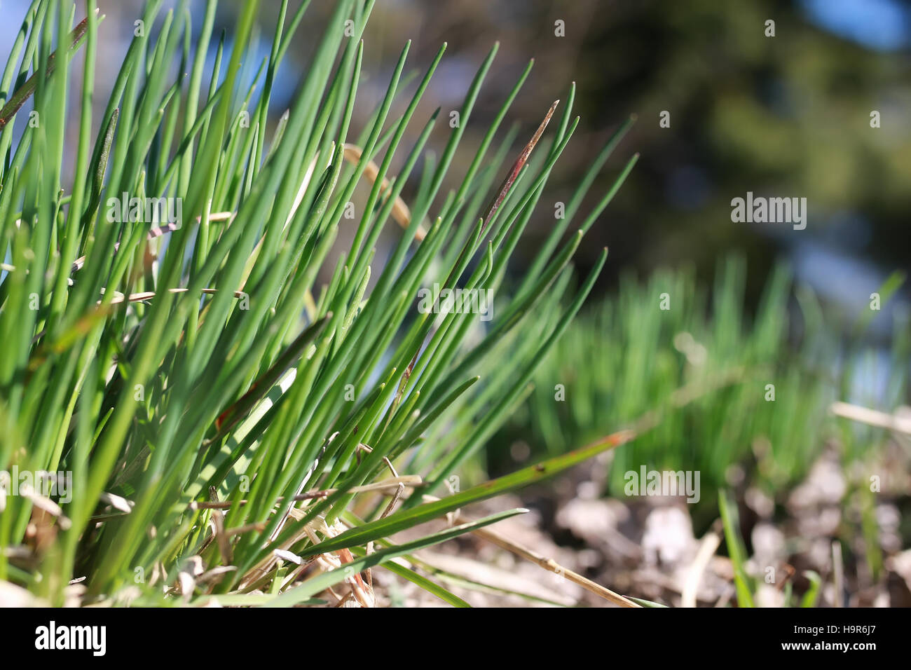 spring grass and flower Stock Photo - Alamy