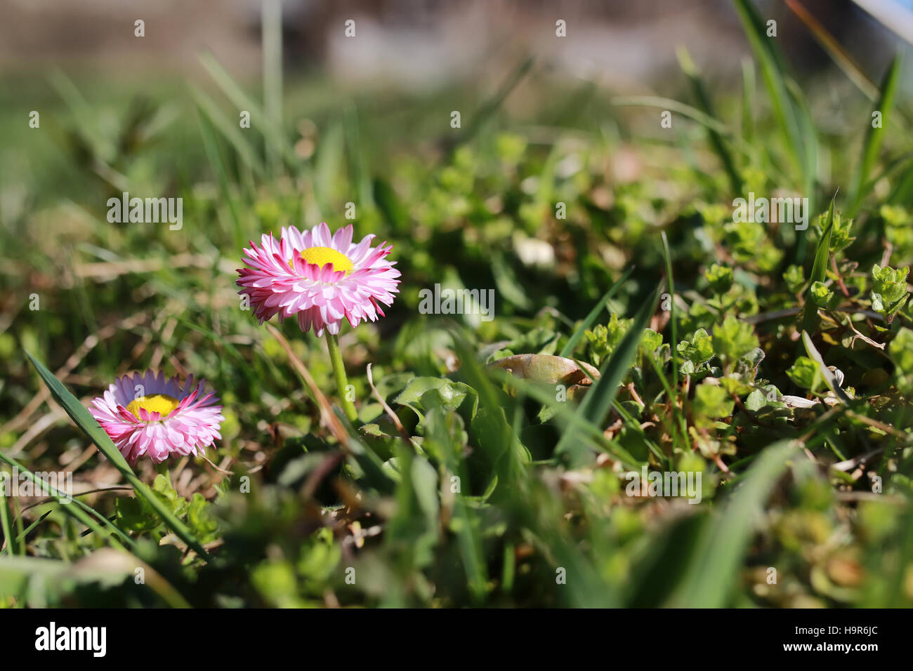 spring grass and flower Stock Photo - Alamy