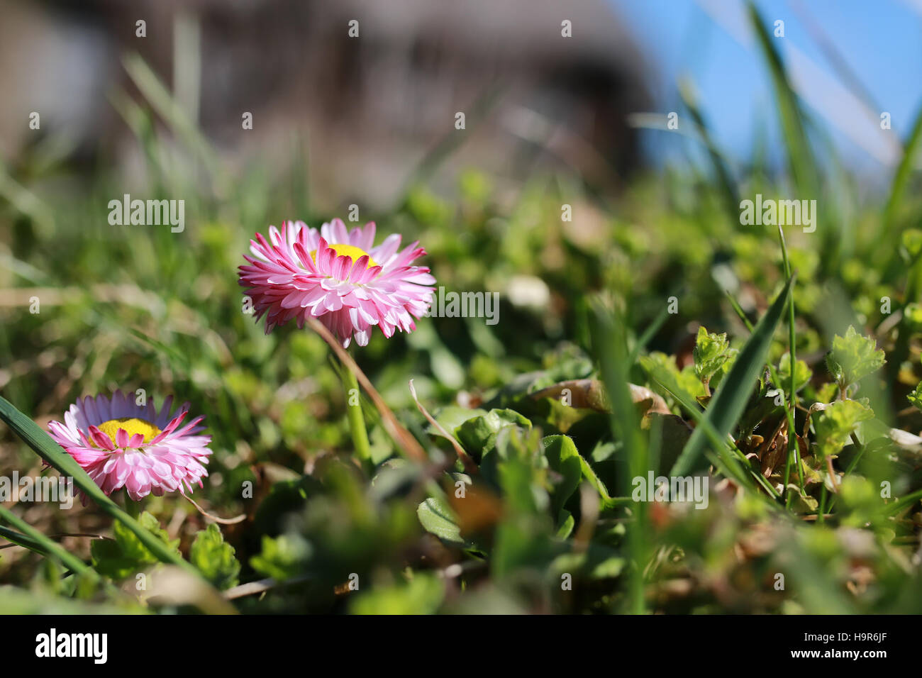 spring grass and flower Stock Photo - Alamy