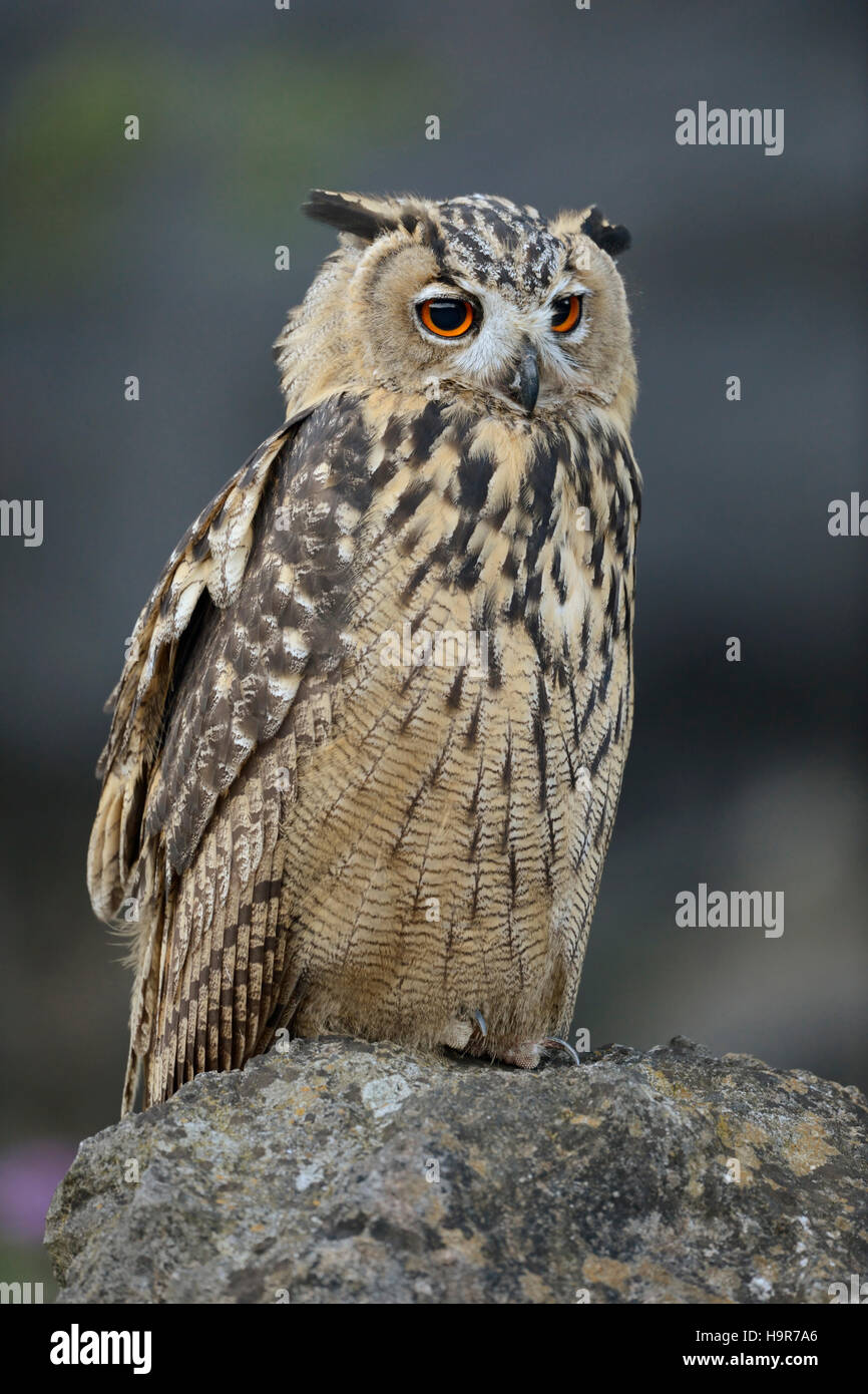 Northern Eagle Owl / Europaeischer Uhu ( Bubo bubo ), cute young bird ...