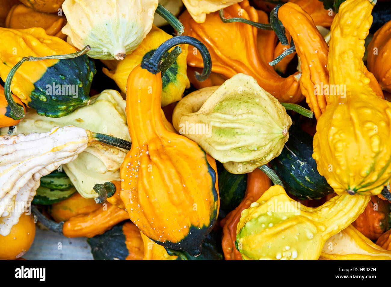 Little pumpkin background Stock Photo - Alamy