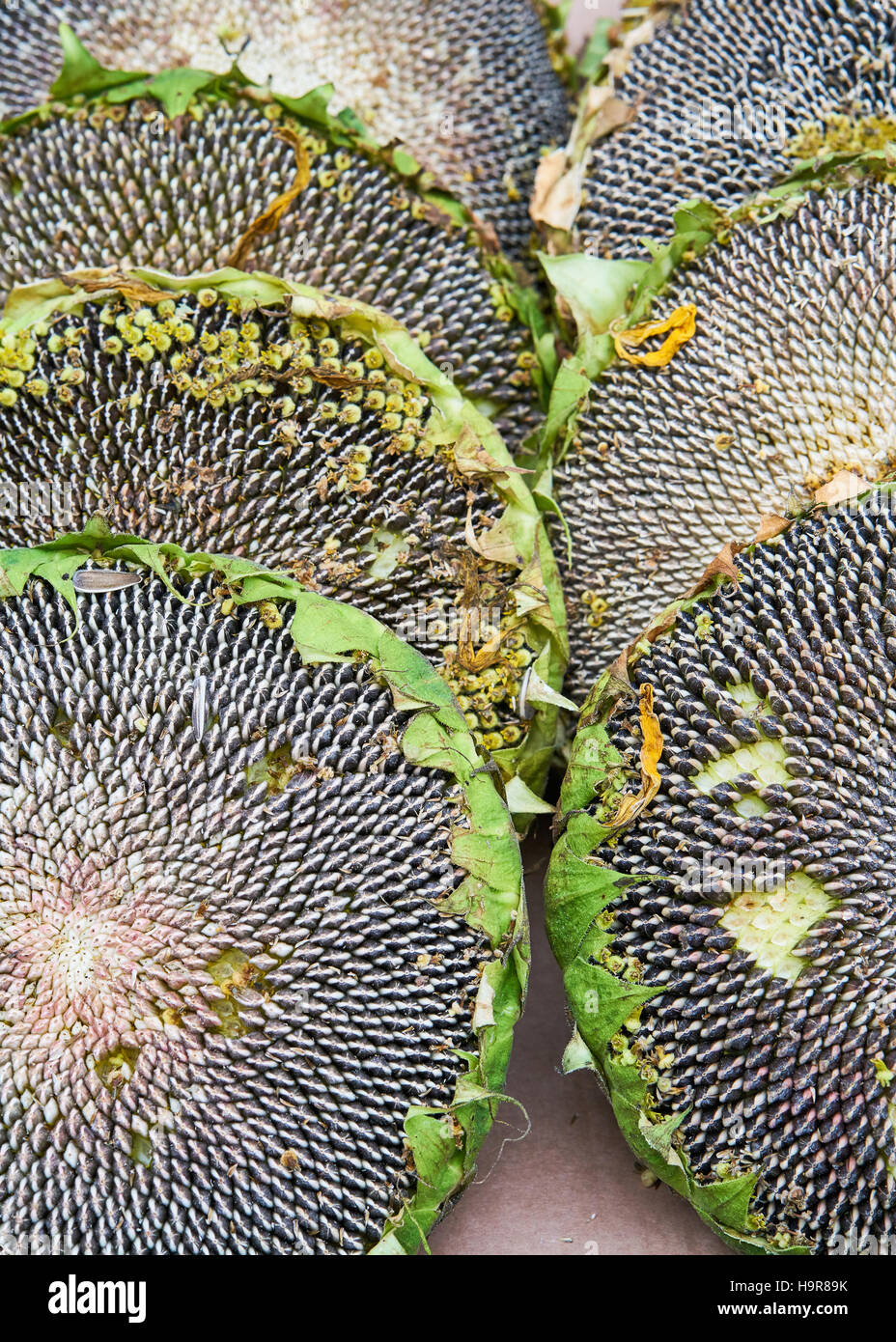 Ripe sunflower seeds background Stock Photo - Alamy