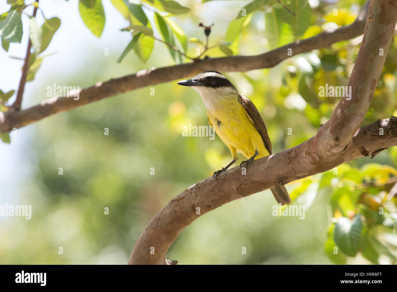 Asuncion, Paraguay. 24th November, 2016. A Great kiskadee (Pitangus ...
