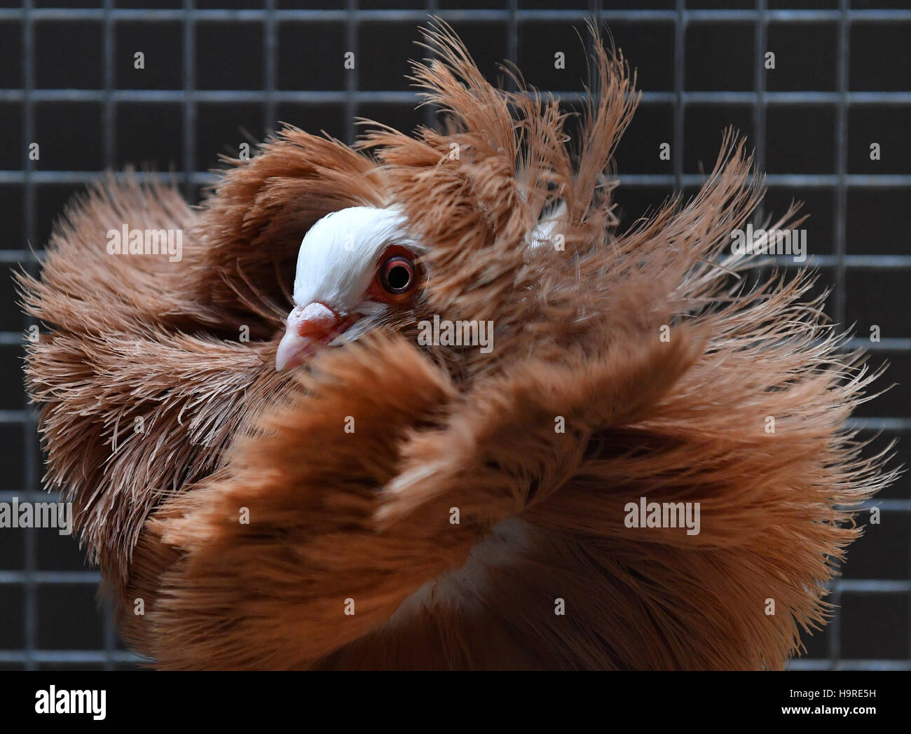 Erfurt, Germany. 25th Nov, 2016. A special kind of dove, a jacobin, can ...