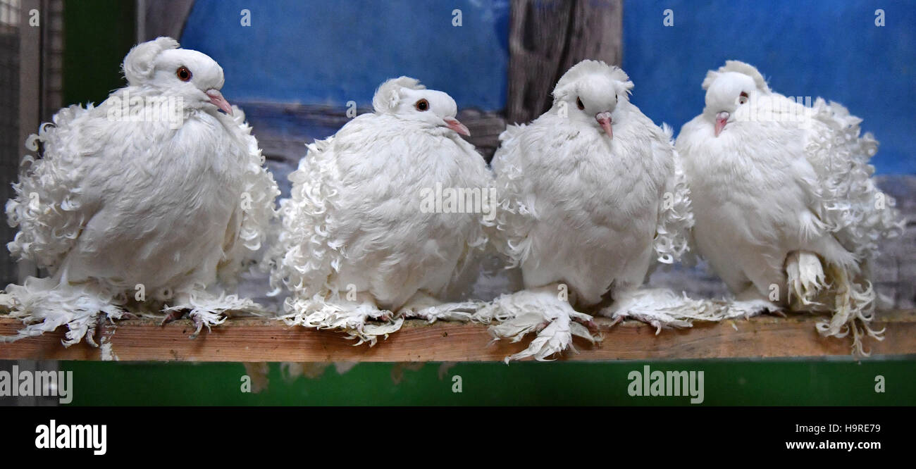 Curly feathers hi-res stock photography and images - Alamy