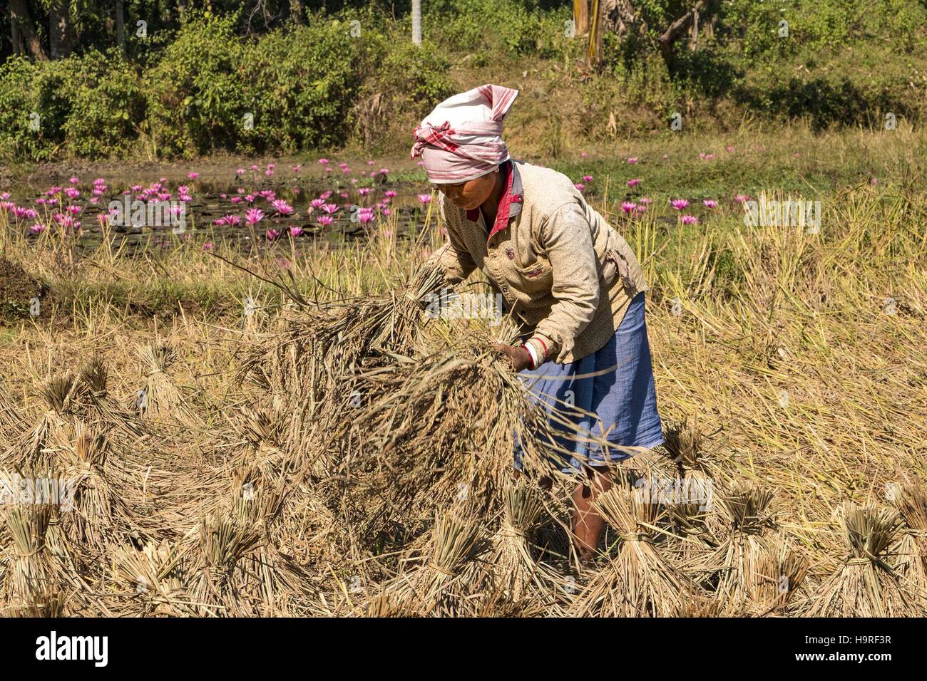 Goalpara, Assam, India. 25th Nov, 2016. A peasant harvesting paddy ...