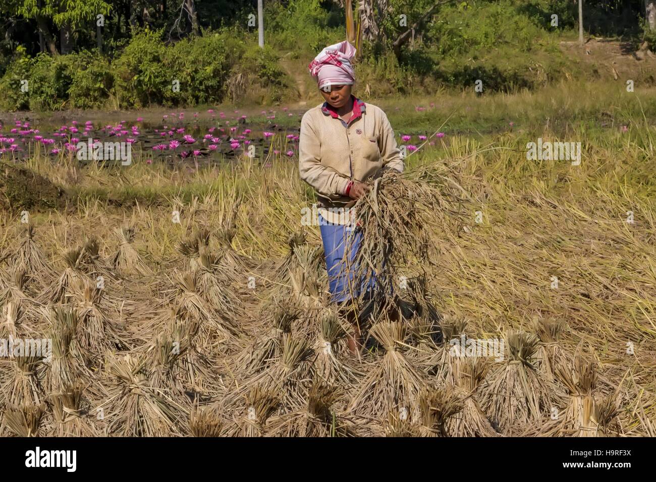 Goalpara, Assam, India. 25th Nov, 2016. A peasant harvesting paddy ...