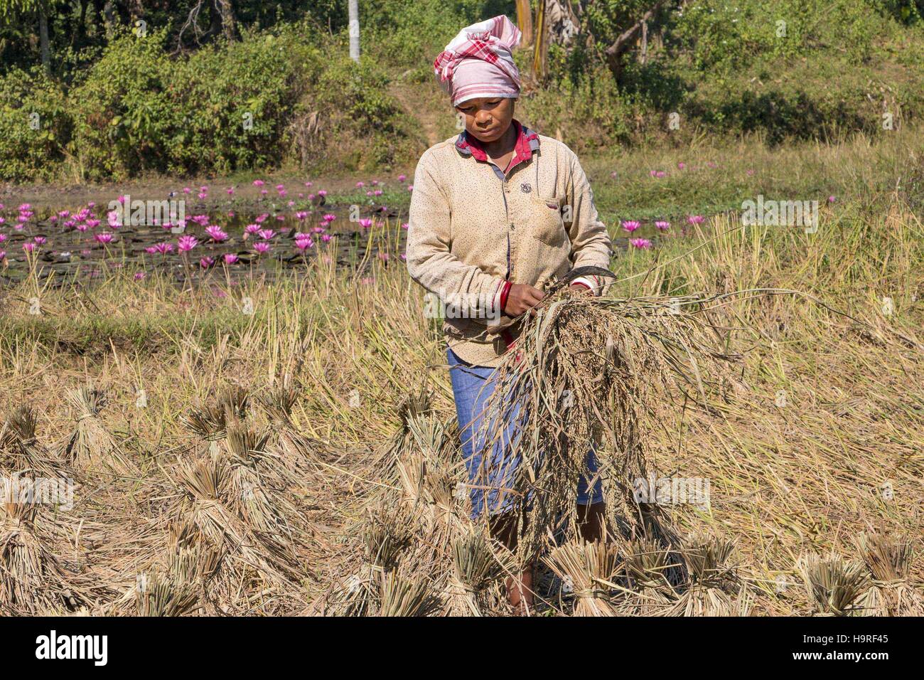 Goalpara, Assam, India. 25th Nov, 2016. A peasant harvesting paddy ...