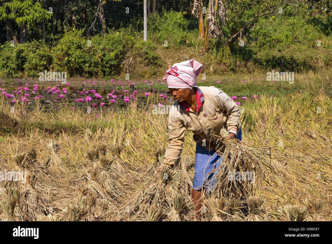 Goalpara, Assam, India. 25th Nov, 2016. A peasant harvesting paddy ...
