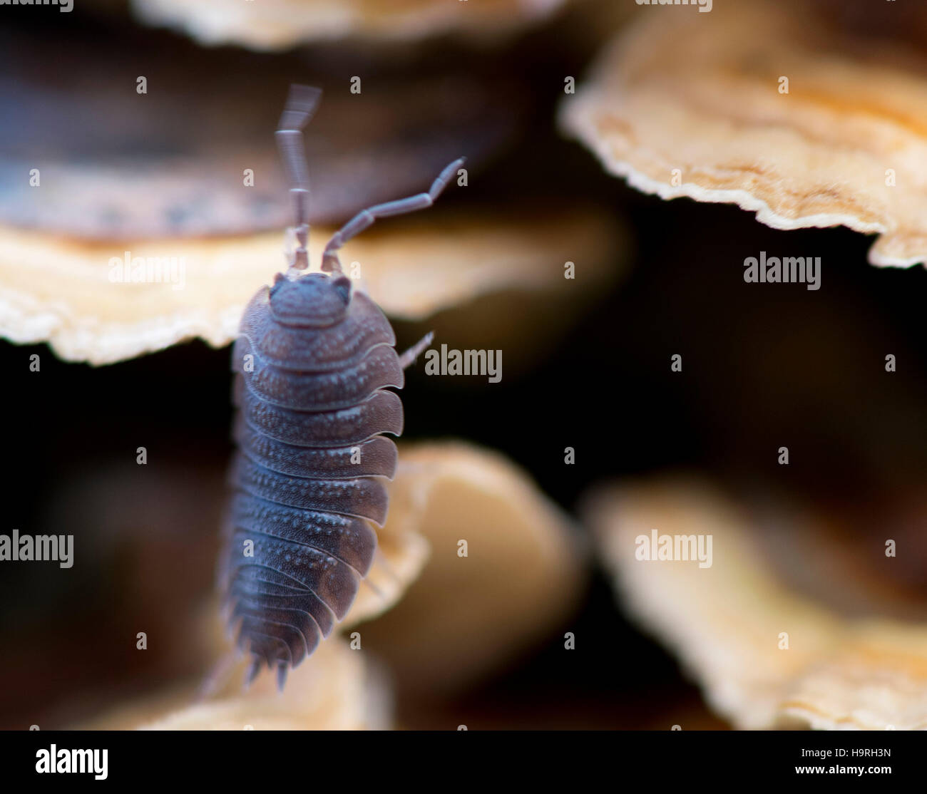 Elkton, Oregon, USA. 25th Nov, 2016. A woodlouse climbs on a shelf ...