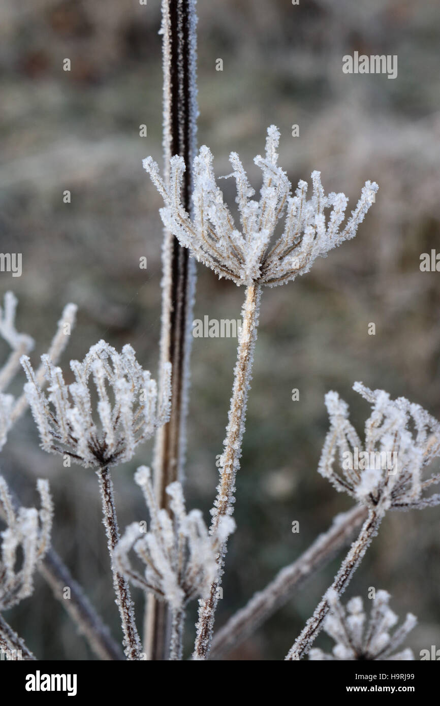 Covered seed hi-res stock photography and images - Alamy