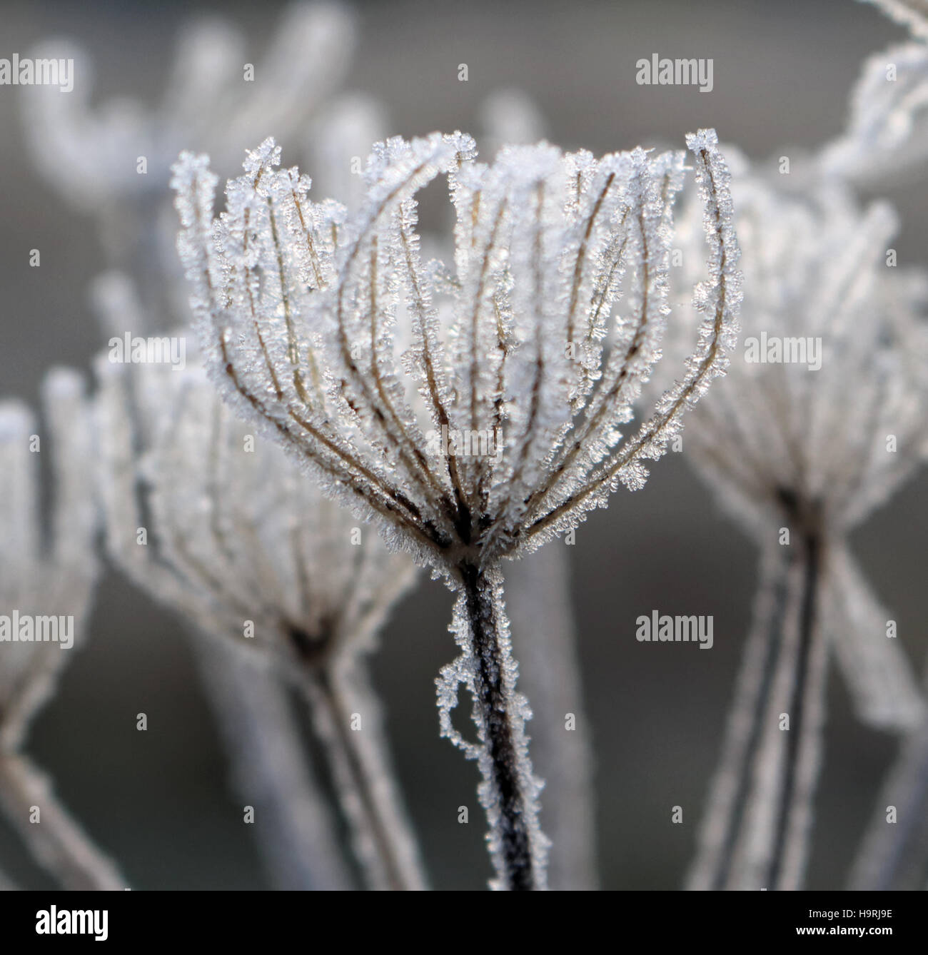 Covered seed hi-res stock photography and images - Alamy