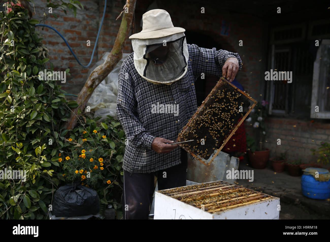 Kirtipur, Nepal. 26th Nov, 2016. A Nepalese bee keeper extracting honey ...